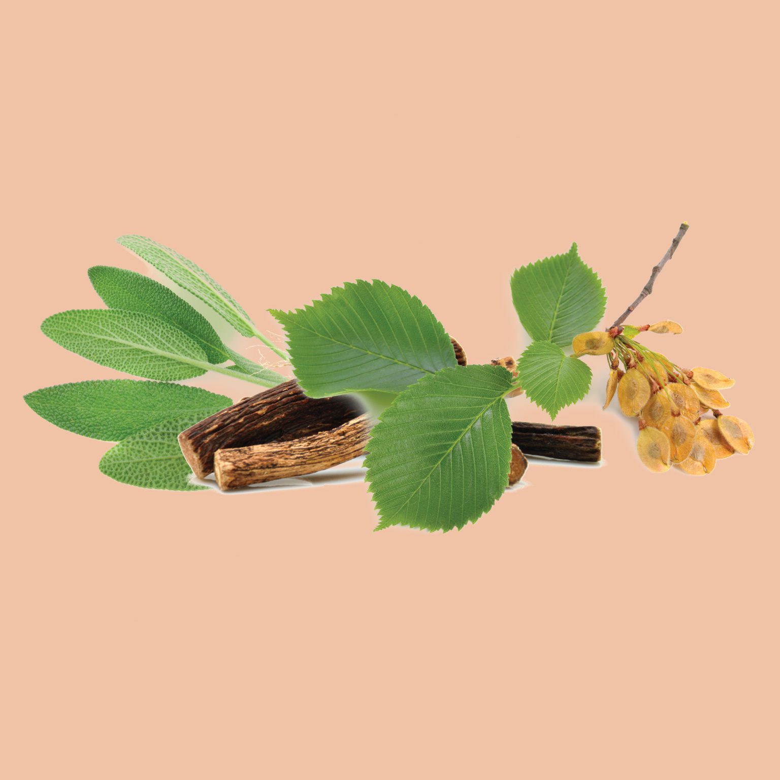 Featured Mullein-X - Herbal Supplements | Buy Natural Liquid Extracts ...